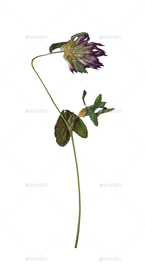 Dry clover flower isolated on white background. Dried plant. Herbarium ...