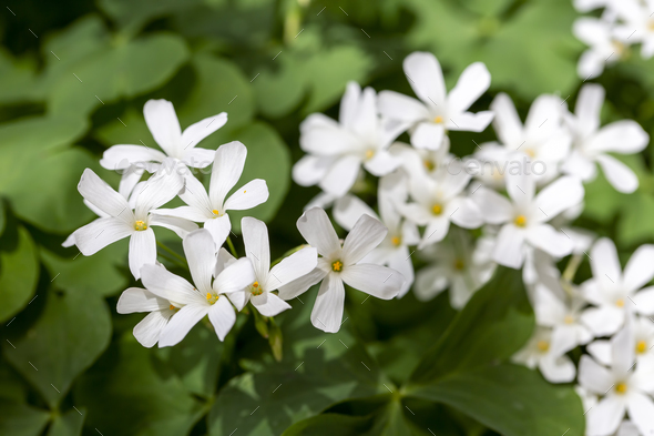 Oxalis articulata - White oxalis plant Stock Photo by esindeniz | PhotoDune
