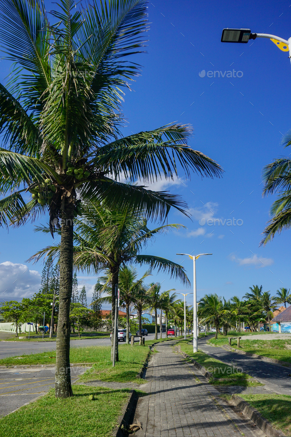 Walking path with palm trees Stock Photo by from_withlove | PhotoDune