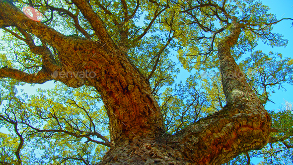 Sunlight shines through the branches of tree against blue sky. Big ...