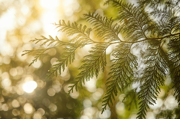 Western red cedar tree branch foliage close up with green bokeh forest ...