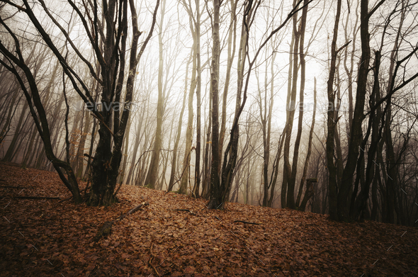 autumn morning in the woods, mysterious landscape Stock Photo by andreiuc88
