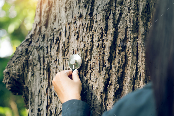 Checking health tree by stethoscope in the forest concept. Stock Photo ...
