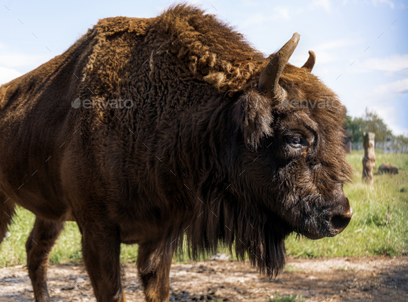 Large brown furry bison with short sharp horns on the grassy field in ...