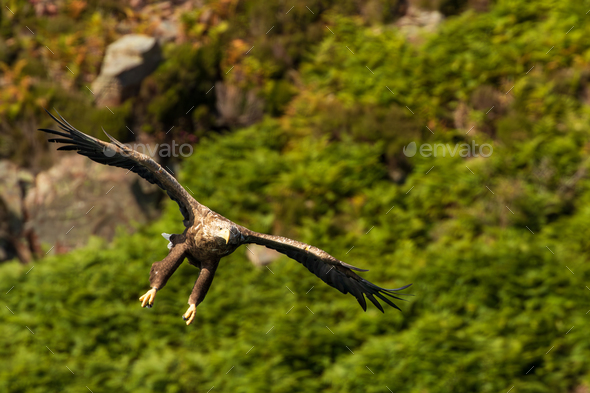 White tailed eagle in flight Stock Photo by radovan_zierik | PhotoDune