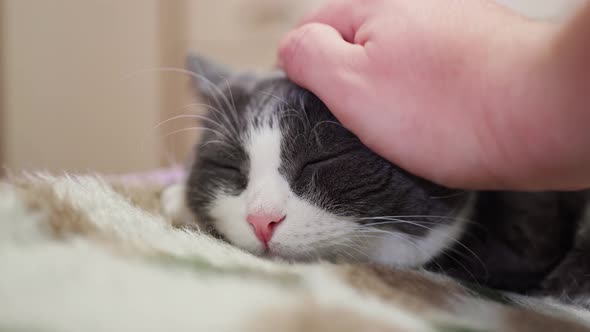 a Sleeping Cute Gray Cat is Stroked on the Head By a Man's Hand, Stock ...