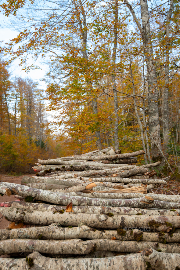Log spruce trunks pile. Sawn timber trees from the forest. Logging ...
