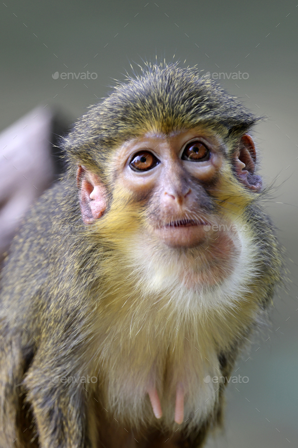 The Gabon talapoin (Miopithecus ogouensis), also known as the northern ...