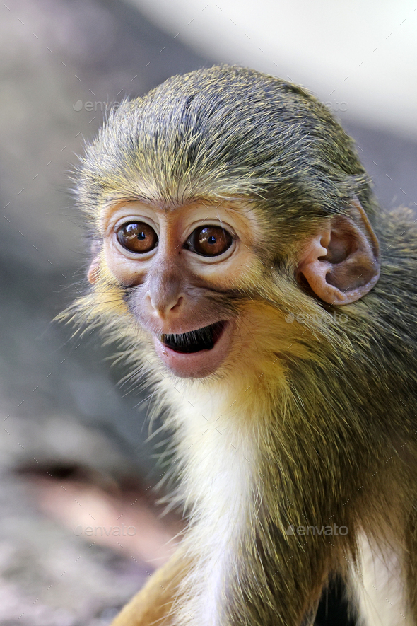 The Gabon talapoin (Miopithecus ogouensis), also known as the northern ...