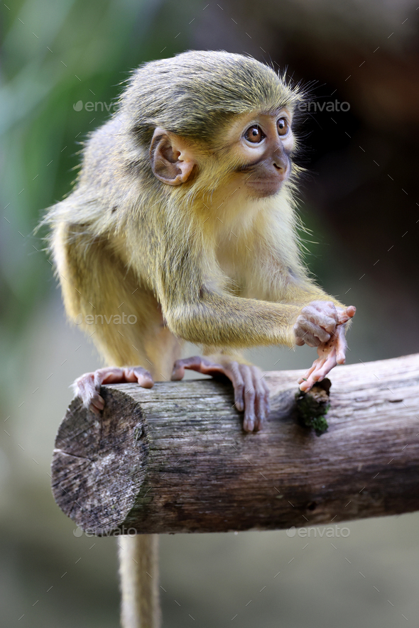 The Gabon talapoin (Miopithecus ogouensis), also known as the northern ...