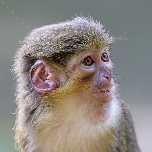 The Gabon talapoin (Miopithecus ogouensis), also known as the northern ...