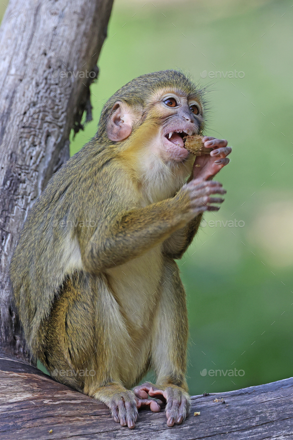 The Gabon talapoin (Miopithecus ogouensis), also known as the northern ...