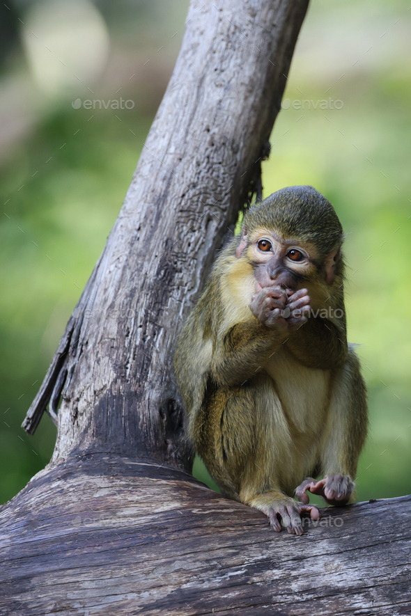 The Gabon talapoin (Miopithecus ogouensis), also known as the northern ...