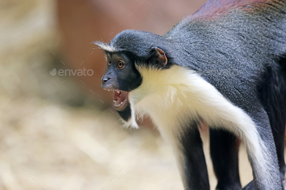 Diana monkey (Cercopithecus diana) portrait, close-up Stock Photo by ...