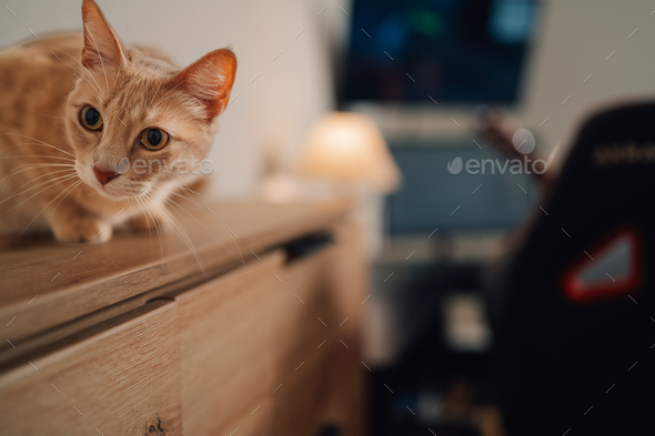 Cat in the bedroom of a streamer Stock Photo by GSR-PhotoStudio | PhotoDune