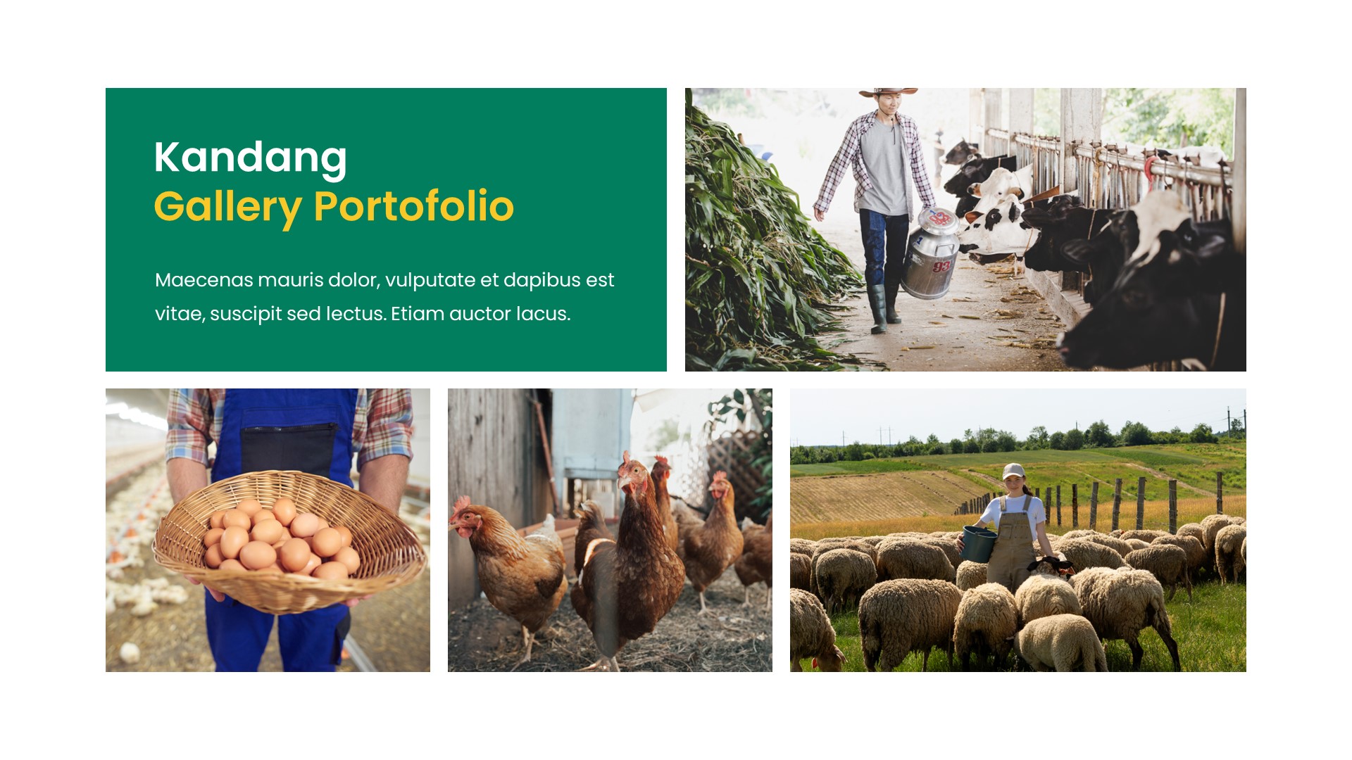 Kandang - Livestock & Farm Powerpoint Template, Presentation Templates