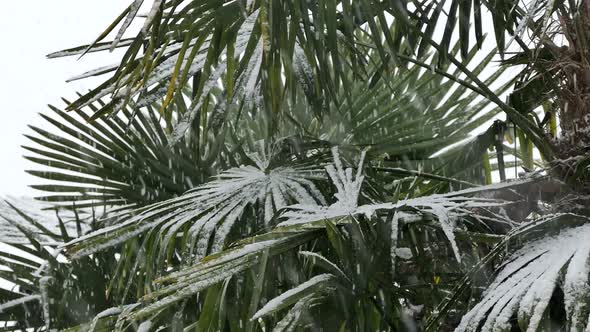Palm Tree In Snow Fall - V, Stock Footage | VideoHive