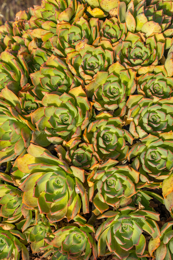 Closeup of exotic succulent Aeonium haworthii, also known as Pinwheel ...