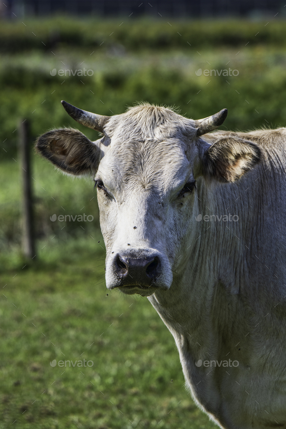 white cow in a field from the breed piemonte Stock Photo by Chris_Willemsen