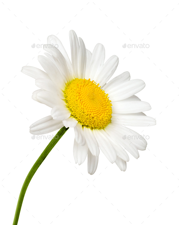 Side view of white daisy flower isolated cutout Stock Photo by JulieAlexK