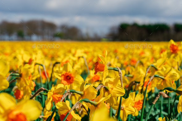 Scenic Landscape of Netherland's April Field Covered with Gorgeous ...