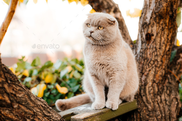 cat climbing a tree and comes down from the tree. Cat on the tree on a ...