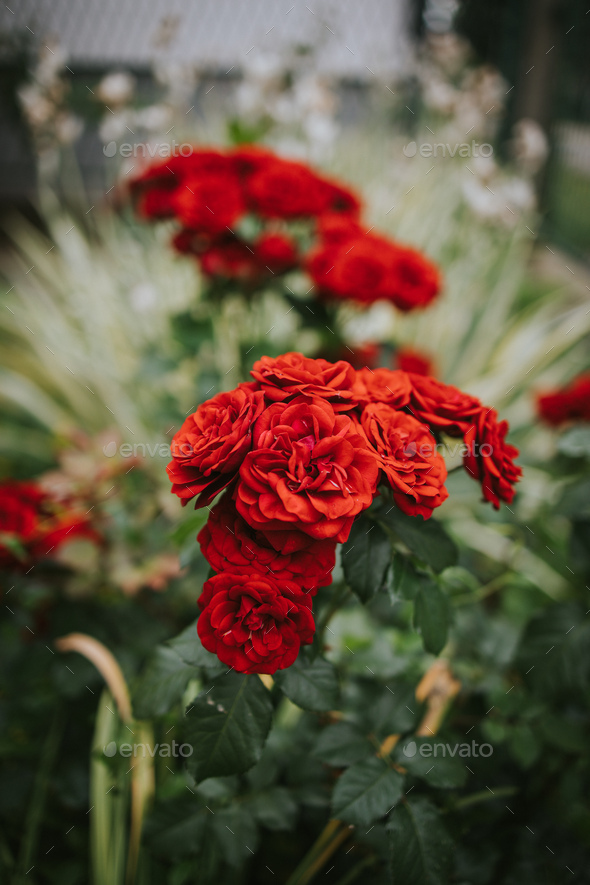 Vertical shot of gorgeous red garden roses Stock Photo by wirestock