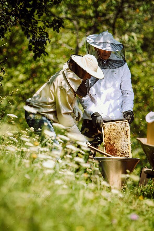 Beekeeper in her late 30s beekeeping with her father in Slovakia Stock ...