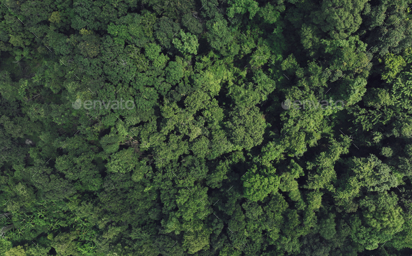 Aerial top view of green trees in forest. Drone view of dense green tree captures CO2. Green ...