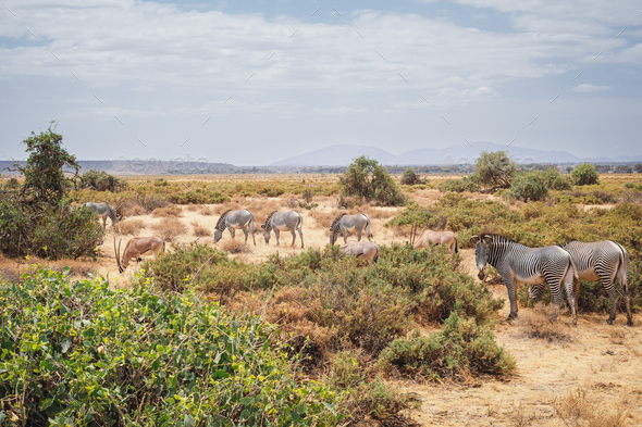 Animals in the wild - Grevy's zebras and oryxes in Samburu National ...