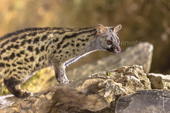Common Genet in dark forest Stock Photo by CreativeNature_nl | PhotoDune