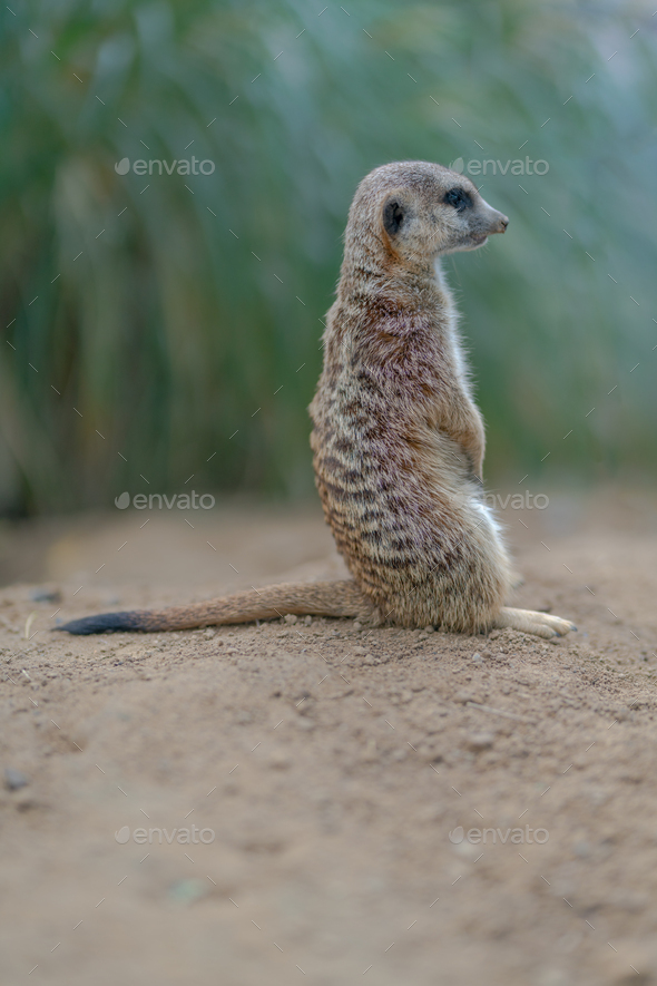 Vertical closeup from the back of standing meerkat outdoors, blurred ...