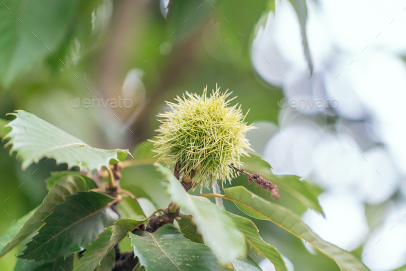 Shallow focus of a Castanea crenata plant with green leavesblurred ...