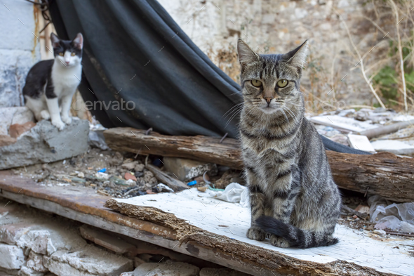 Stray cats in Ayvalik street, Turkey Stock Photo by esindeniz | PhotoDune
