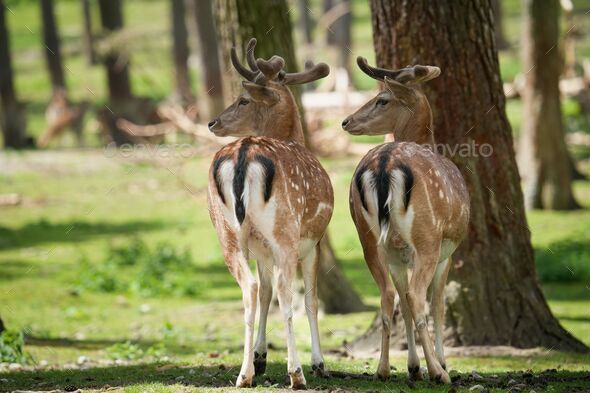 Two Reindeer standing in a green park and looking to the left Stock ...