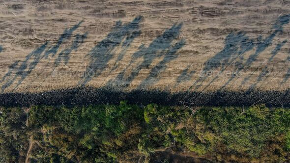 Aerial view of green trees and sandy field Stock Photo by wirestock