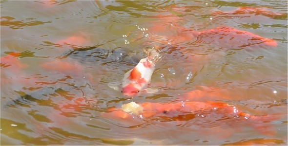 Fish 4, Stock Footage | VideoHive
