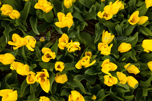 Yellow open and opening tulips top view Stock Photo by Fotoerfolg2022