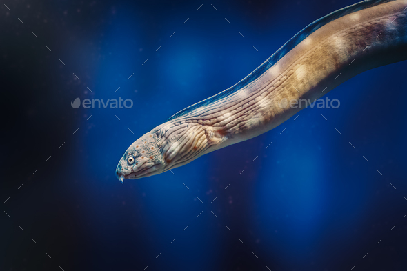 Sharptail snake-eel (Myrichthys breviceps) - Underwater Moray Eel Stock ...