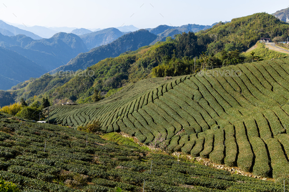 Tea field in Shizhuo Trails at Alishan of Taiwan Stock Photo by leungchopan