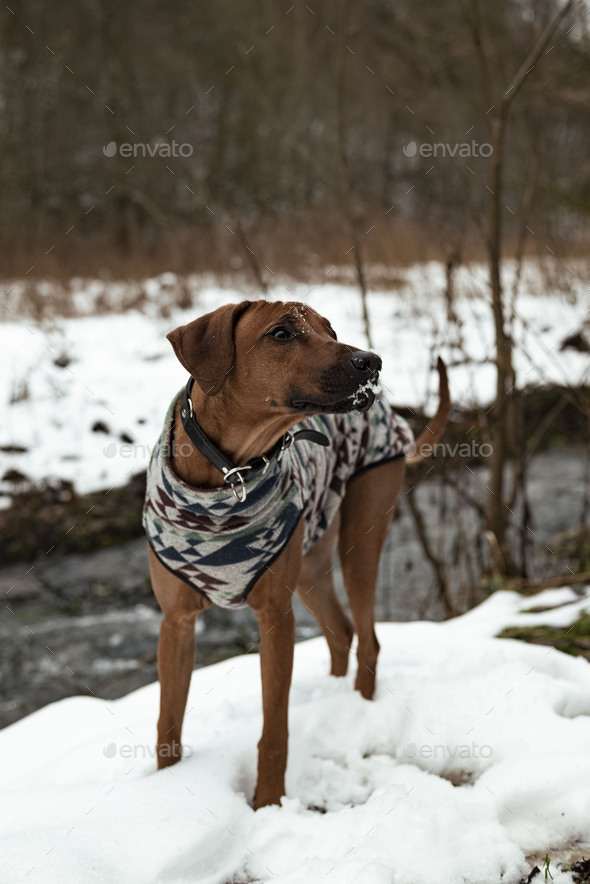Vertical shot of a Rhodesian Ridgeback wearing a coat and a leash in a ...