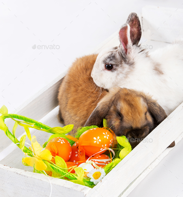 rabbits and easter basket Stock Photo by AFGreen | PhotoDune