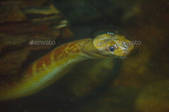 Homalopsis buccata (puff-faced water snake ) in water Stock Photo by ...