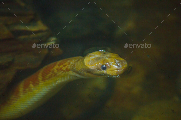 Homalopsis buccata (puff-faced water snake ) in water Stock Photo by ...