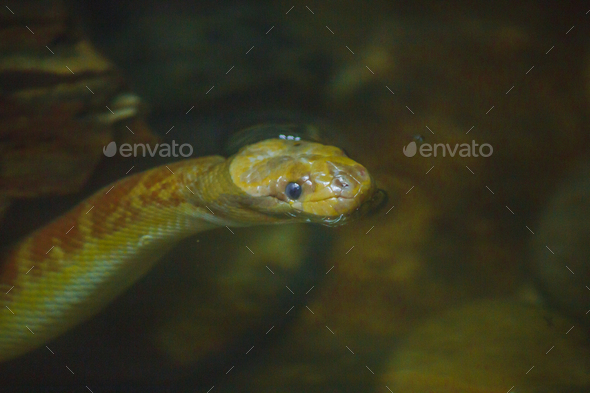Homalopsis buccata (puff-faced water snake ) in water Stock Photo by ...