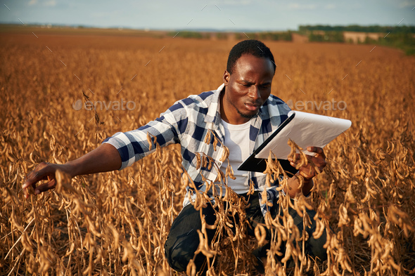 checking wheat. Beautiful African American man is in the agricultural ...