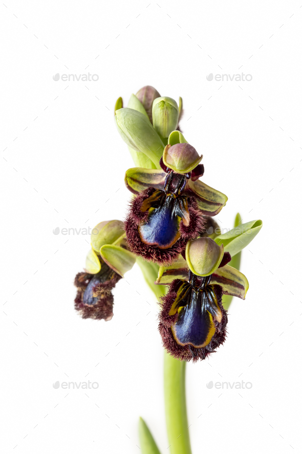 Wild orchid, scientific name; Ophrys speculum on the white background ...