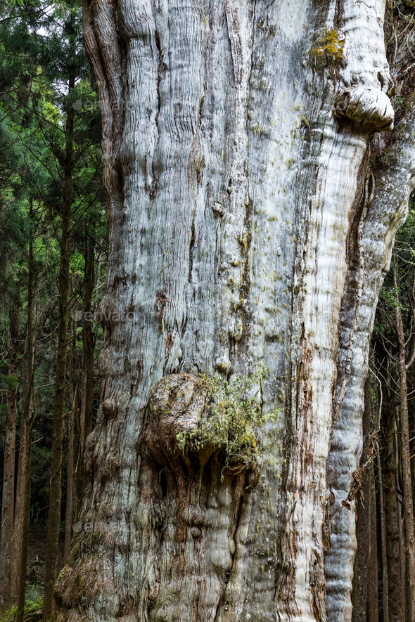 Alishan national park with big giant tree in ancient at Taiwan Stock ...