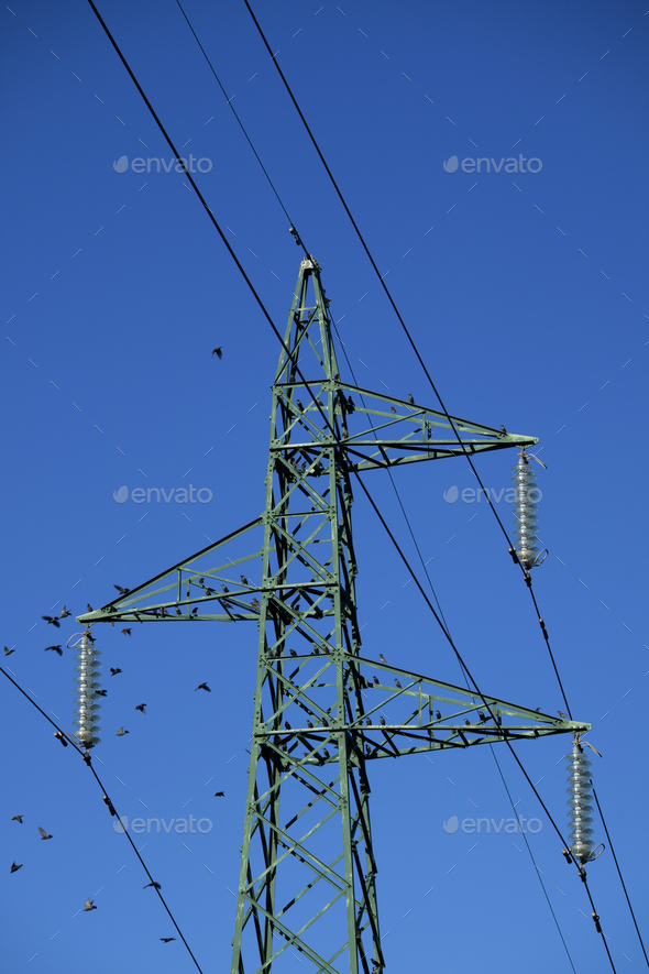 Flock of birds on high voltage pylon Stock Photo by fotografiche ...