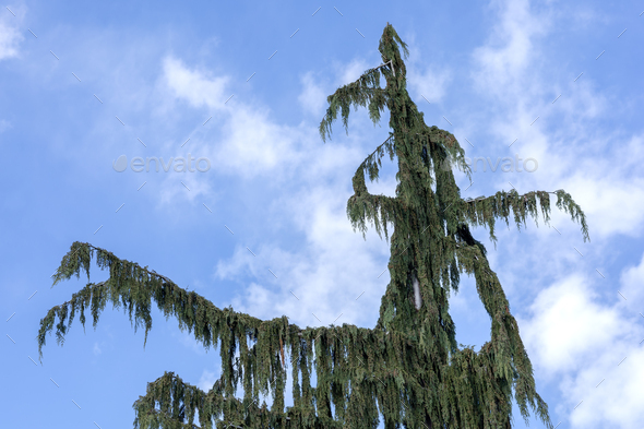 The top of a weeping thuja on a blue sky background Stock Photo by ...